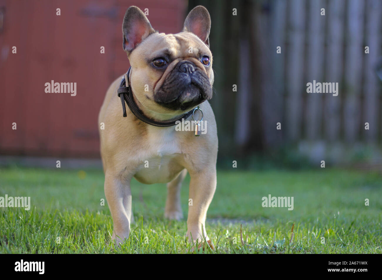 french bulldog dog muscle broad in sun in garden Stock Photo - Alamy