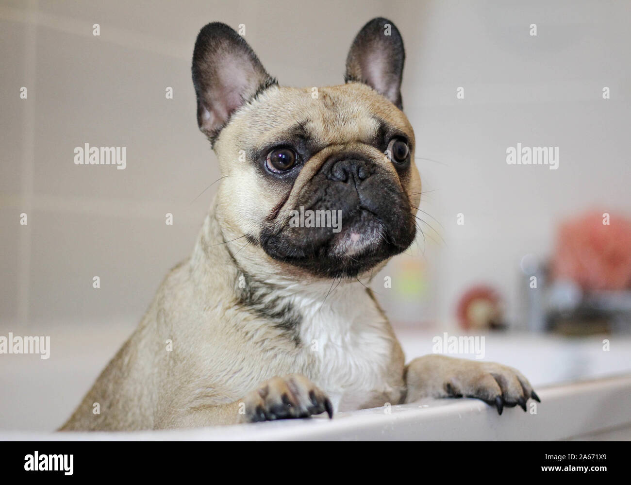 cute wet french bulldog dog in bath tub getting groomed Stock Photo - Alamy