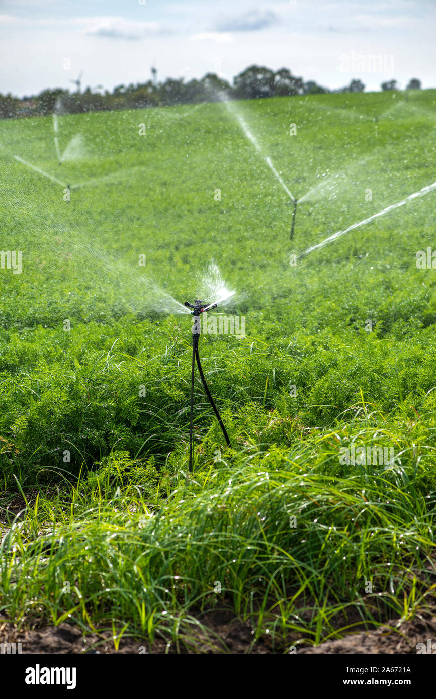Watering plantation with carrots. Irrigation sprinklers in big carrots ...
