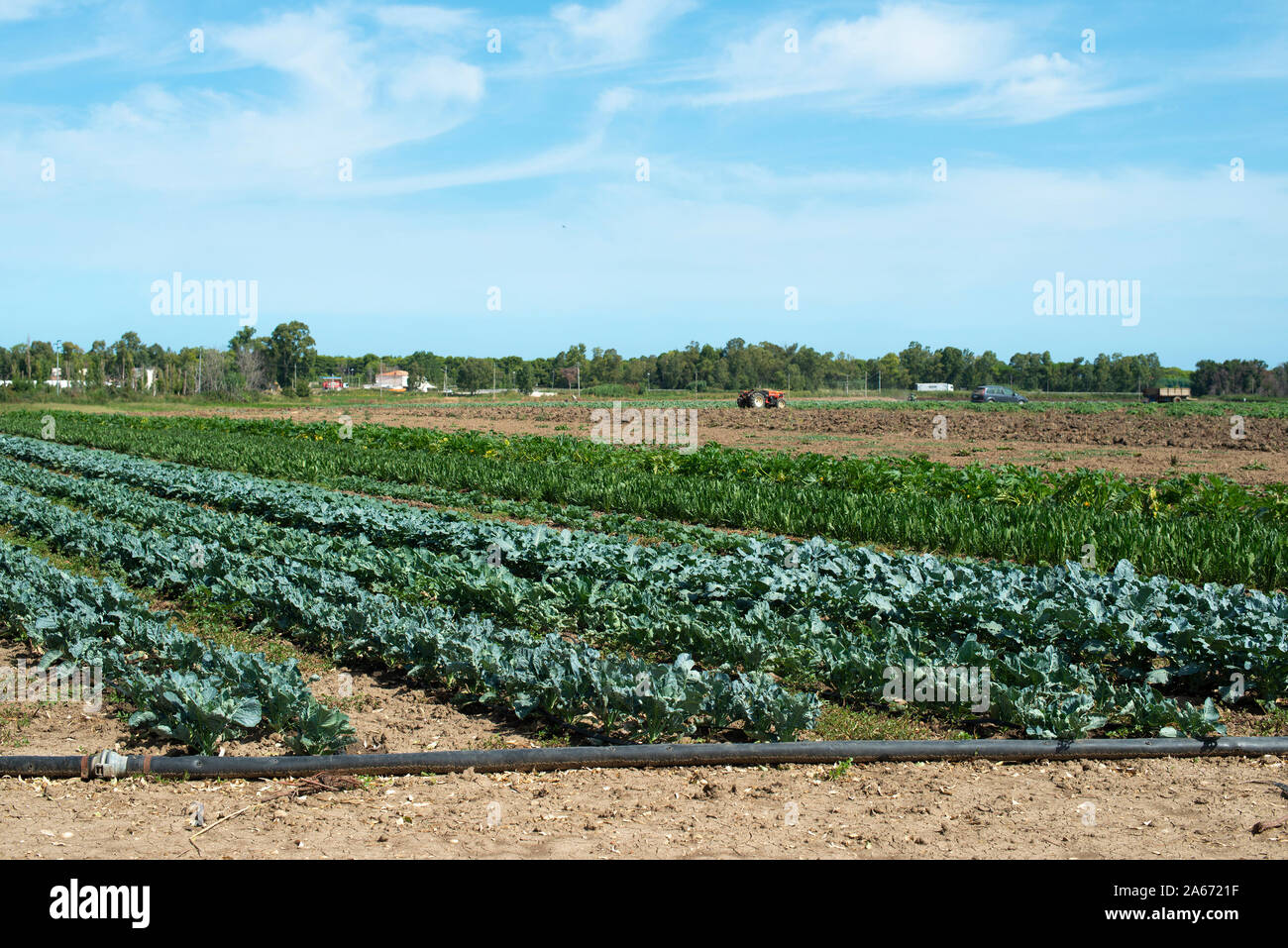 Big vegetable plantation. Industrial plantation with green plants in ...