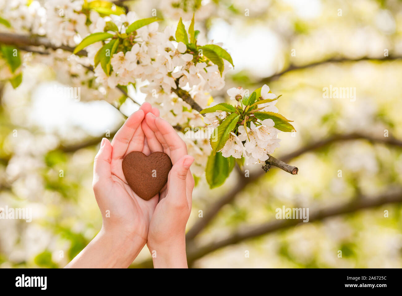 The girl holds the heart in his hands. heart in hand. Concept of ...