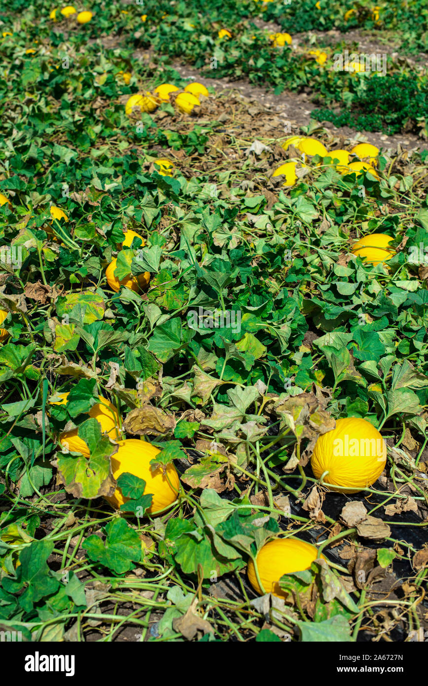 Melons in the field. Sunny day. Plantation with yellow melons in Italy ...