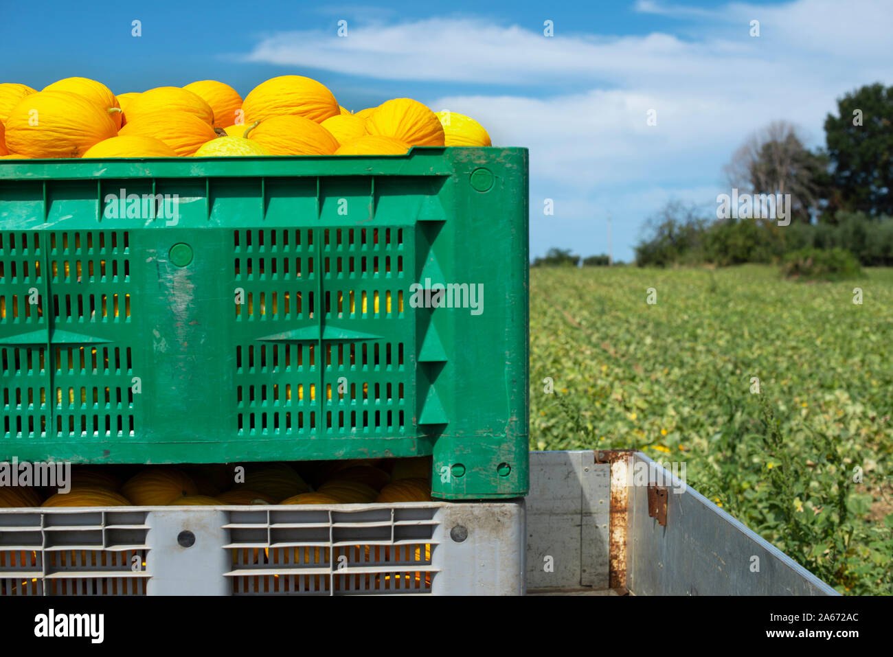 Canary yellow melons in crate loaded on truck from the farm. Transport ...