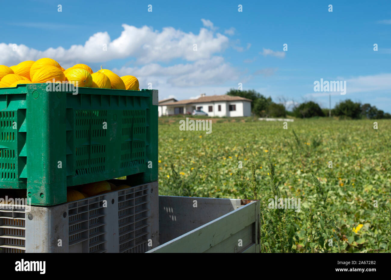 Canary yellow melons in crate loaded on truck from the farm. Transport ...