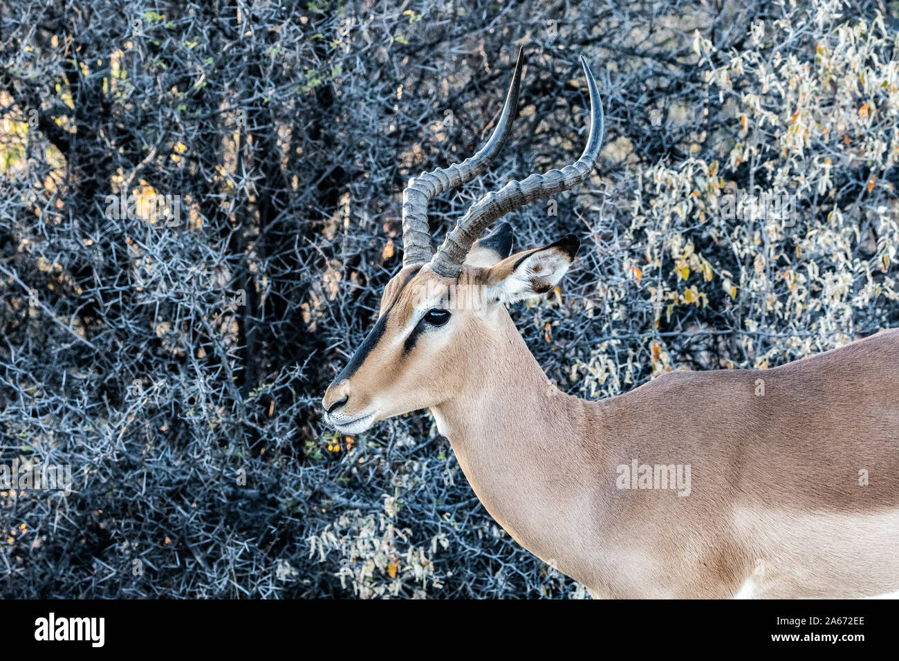 Wildlife of etosha hi-res stock photography and images - Alamy