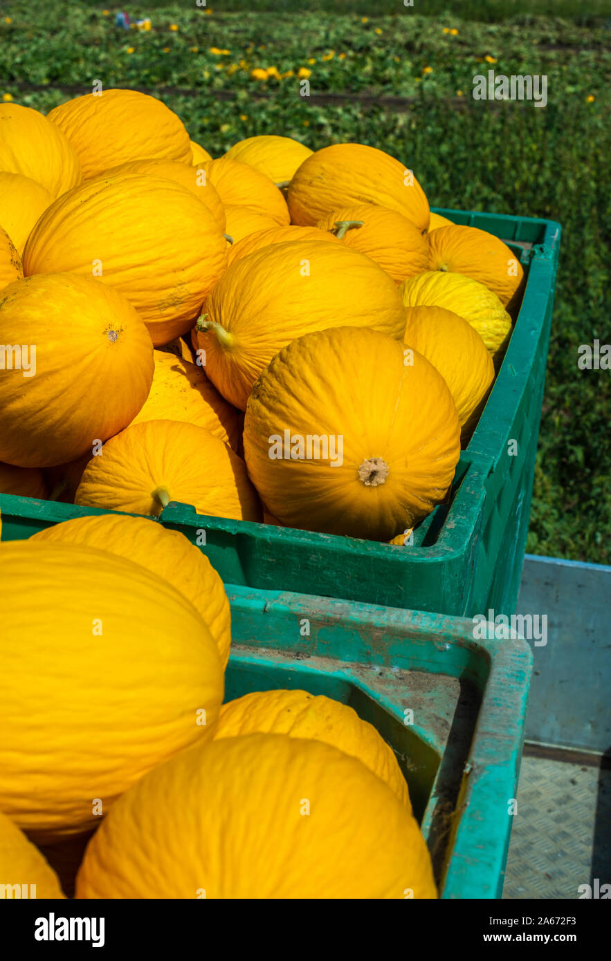 Canary yellow melons in crate loaded on truck from the farm. Transport ...