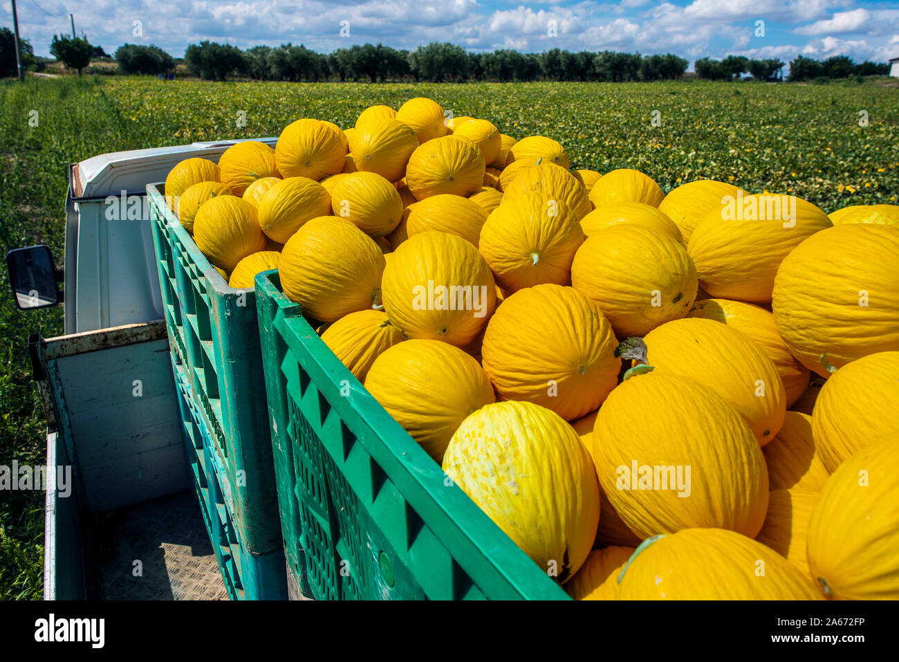Canary yellow melons in crate loaded on truck from the farm. Transport ...