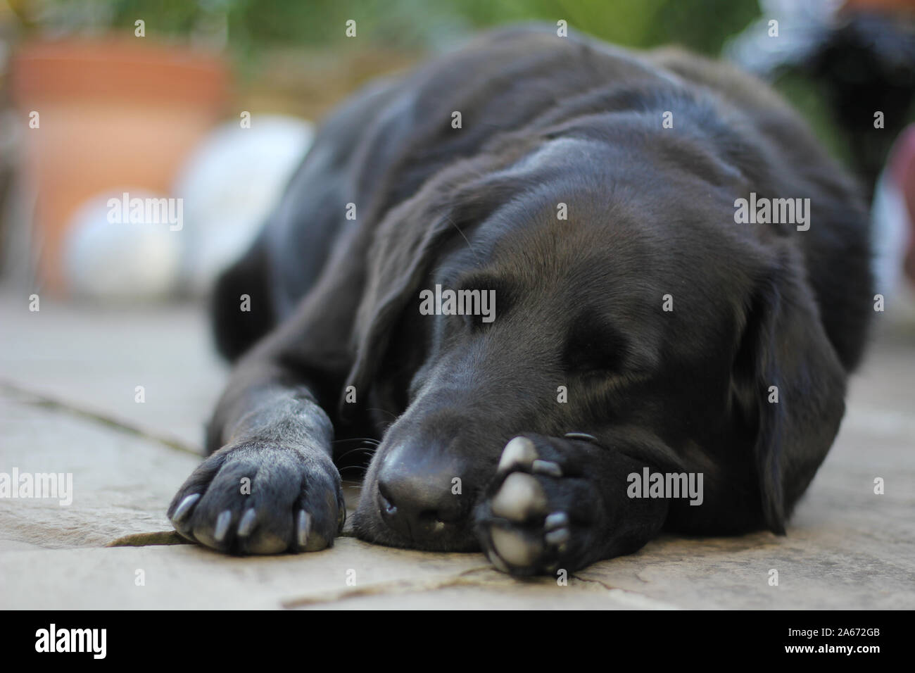 Black labrador, collie sleeping in garden Stock Photo - Alamy