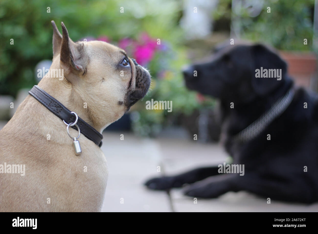Frenchie labrador hi-res stock photography and images - Alamy