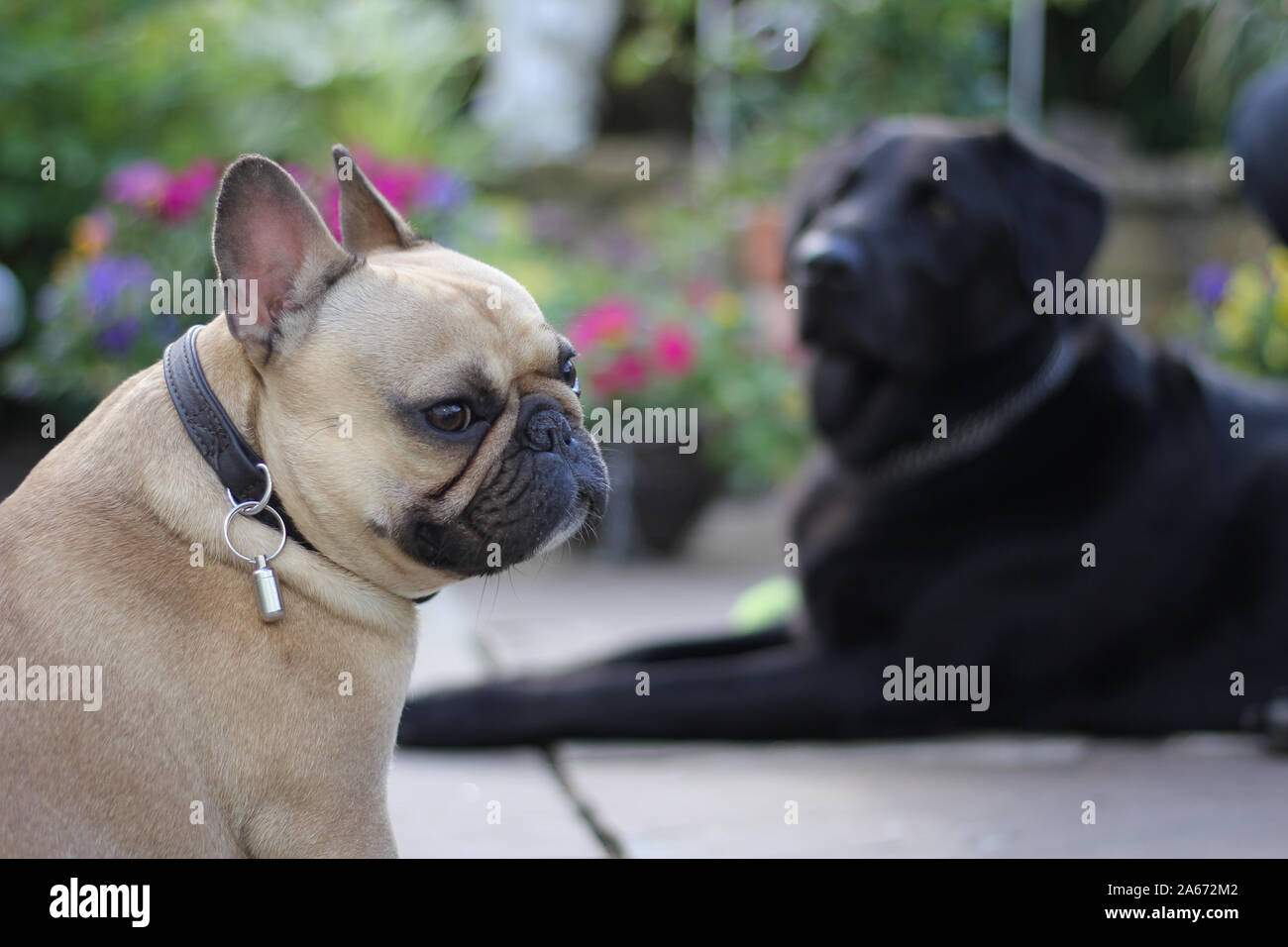 Frenchie labrador hi-res stock photography and images - Alamy