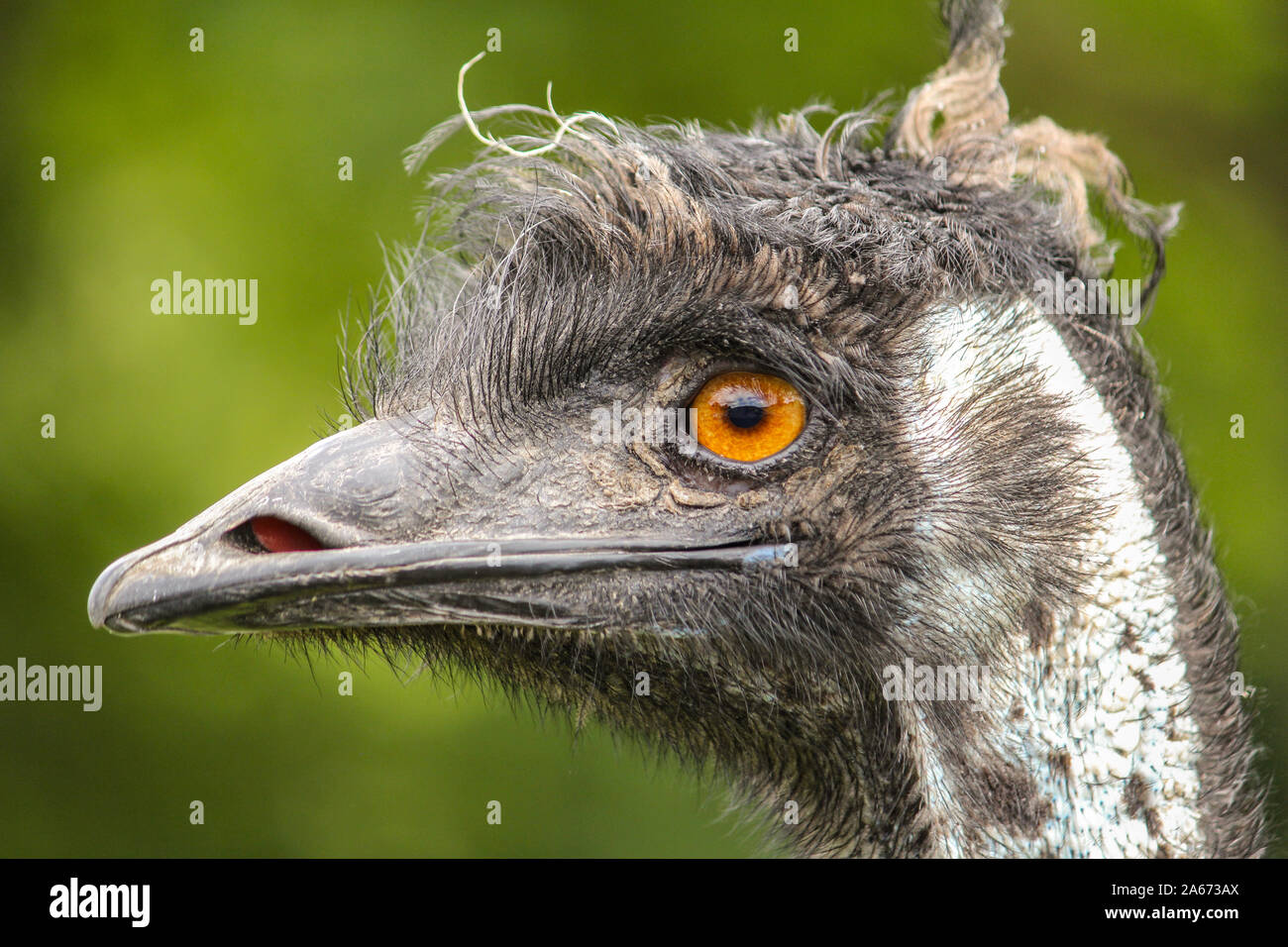 Emu profile hi-res stock photography and images - Alamy