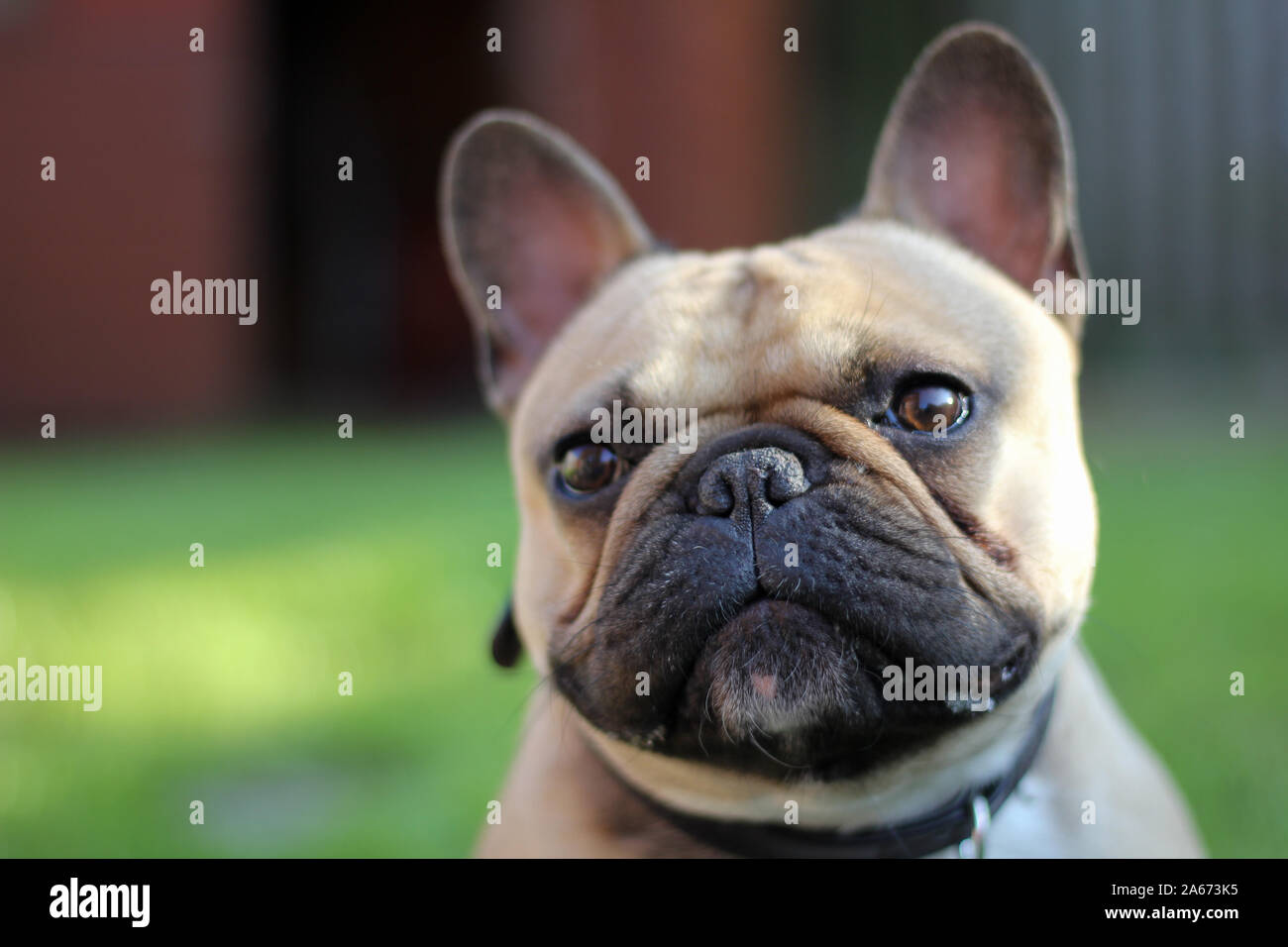 French bulldog back hi-res stock photography and images - Alamy