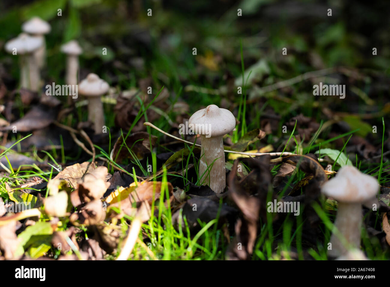 White toadstool fungi growing in a ring in the woods Stock Photo - Alamy