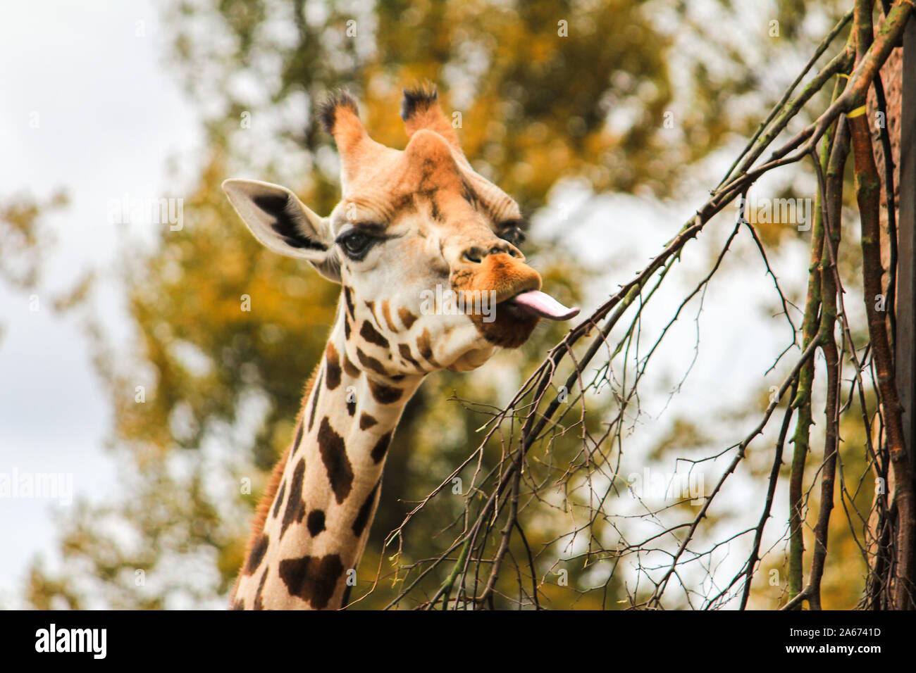 Giraffe Tongue Eating
