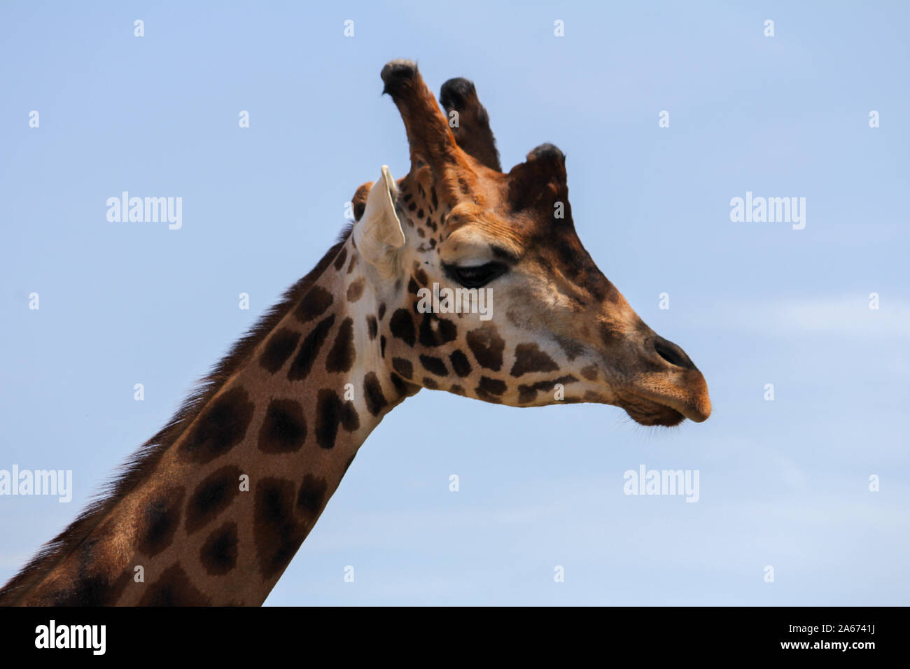 Profile of giraffe head Stock Photo - Alamy