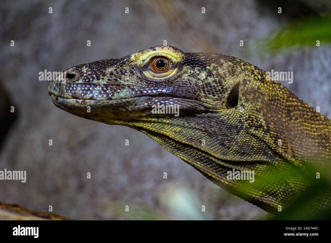 Monitor lizards hi-res stock photography and images - Alamy