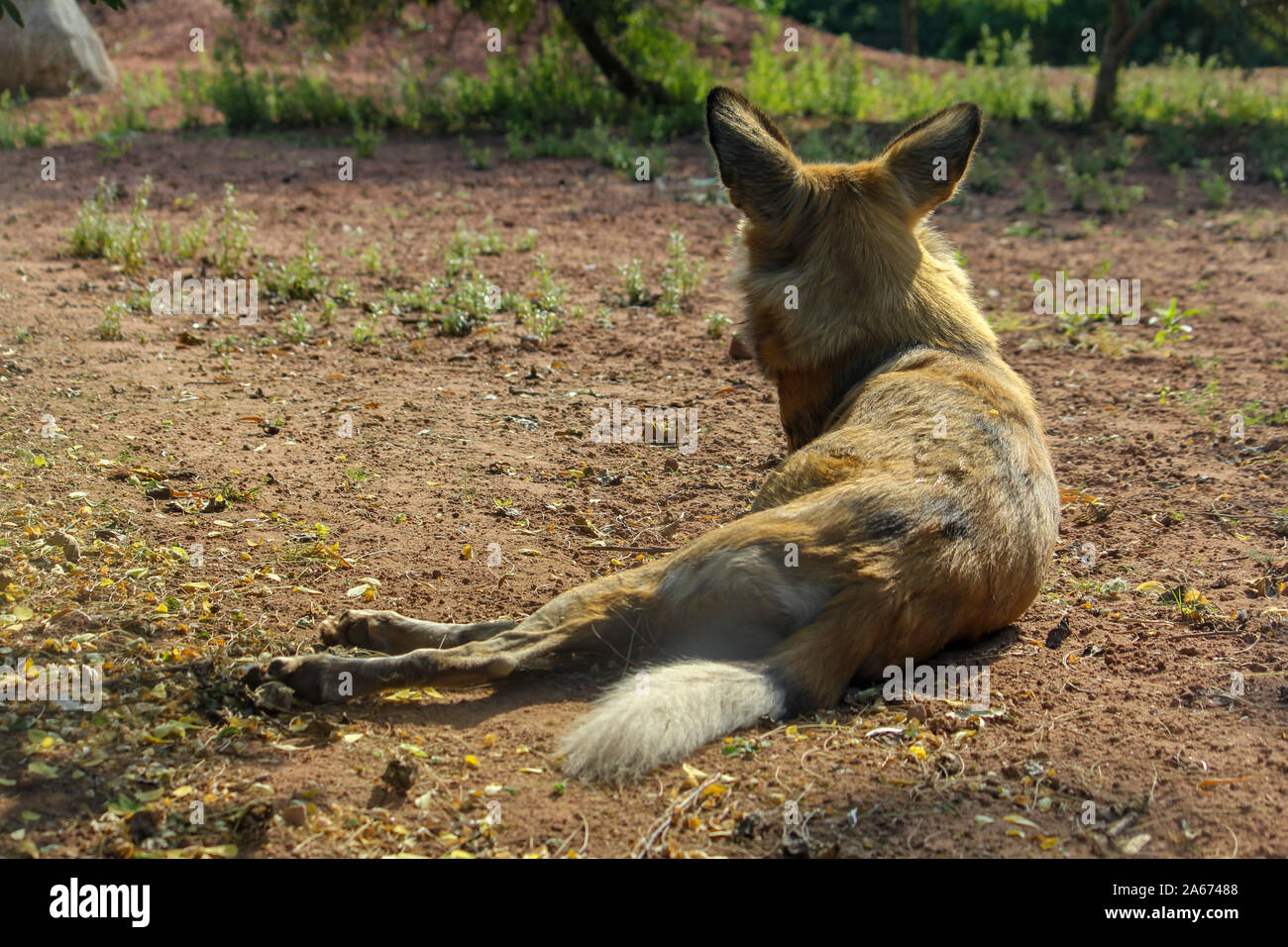 Dog looking to distance hi-res stock photography and images - Alamy