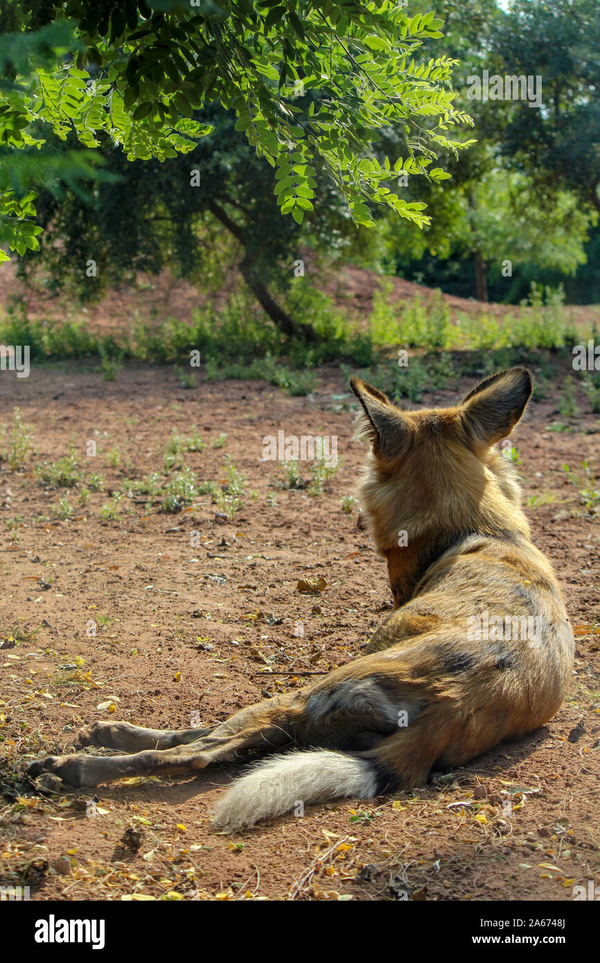 painted dog looking into distance Stock Photo - Alamy