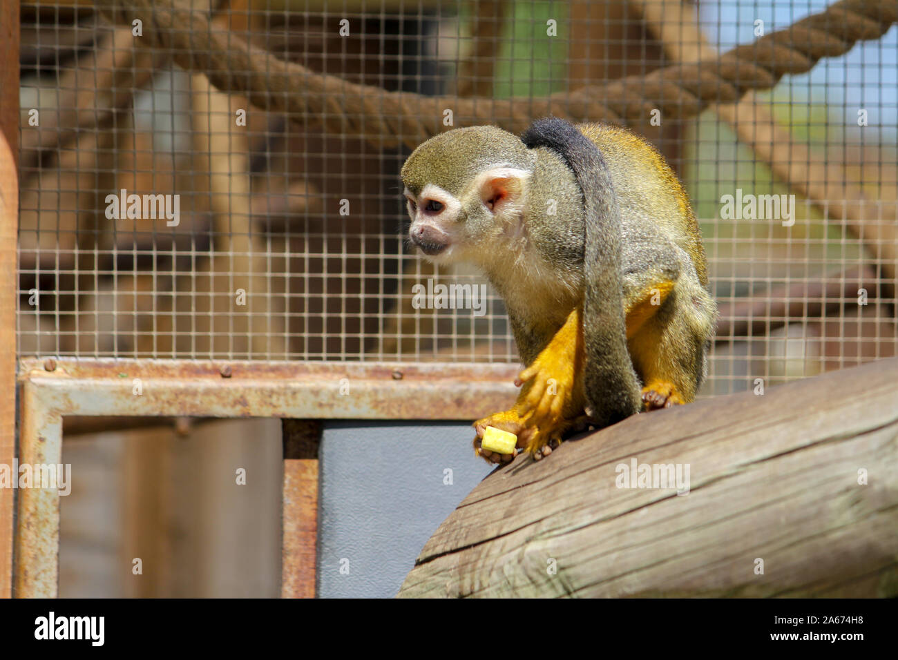 Food in hand hi-res stock photography and images - Alamy