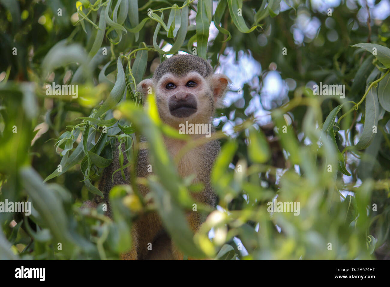 Squirrel monkey face in tree Stock Photo - Alamy