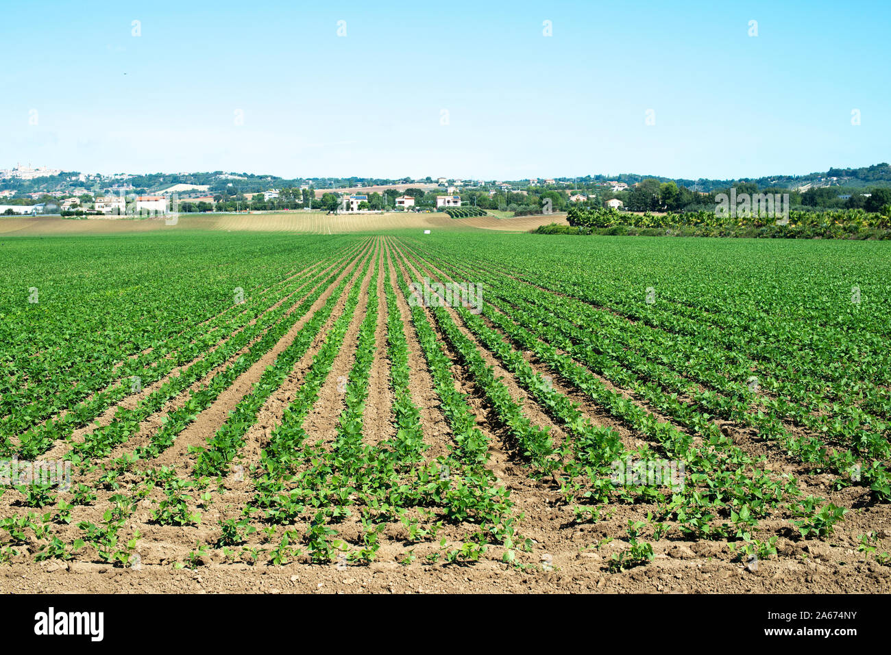 Legumes plantation. Soybean plants in rows. Sunny day Stock Photo - Alamy