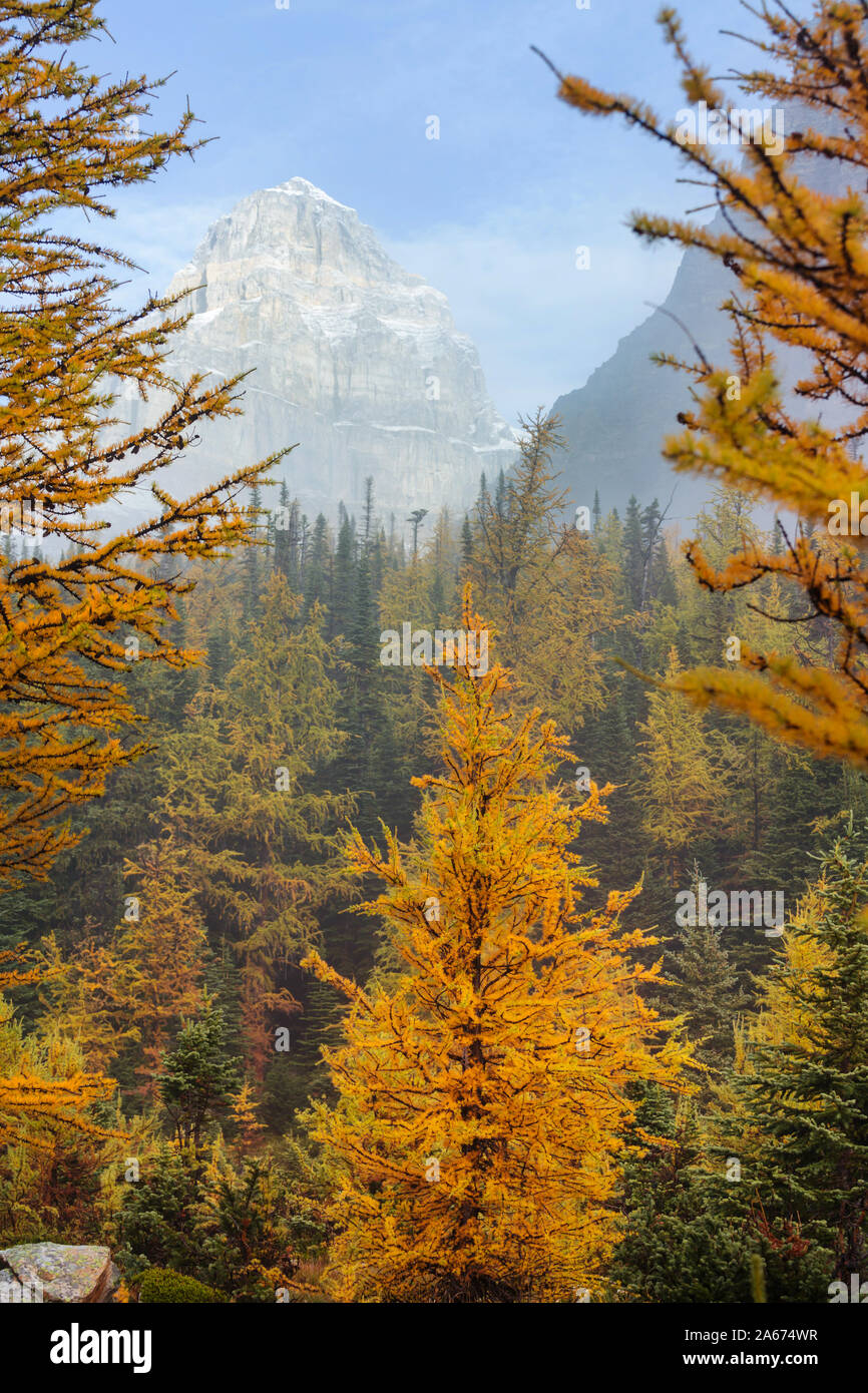 Beautiful golden larches in mountains, Canada. Fall season Stock Photo ...