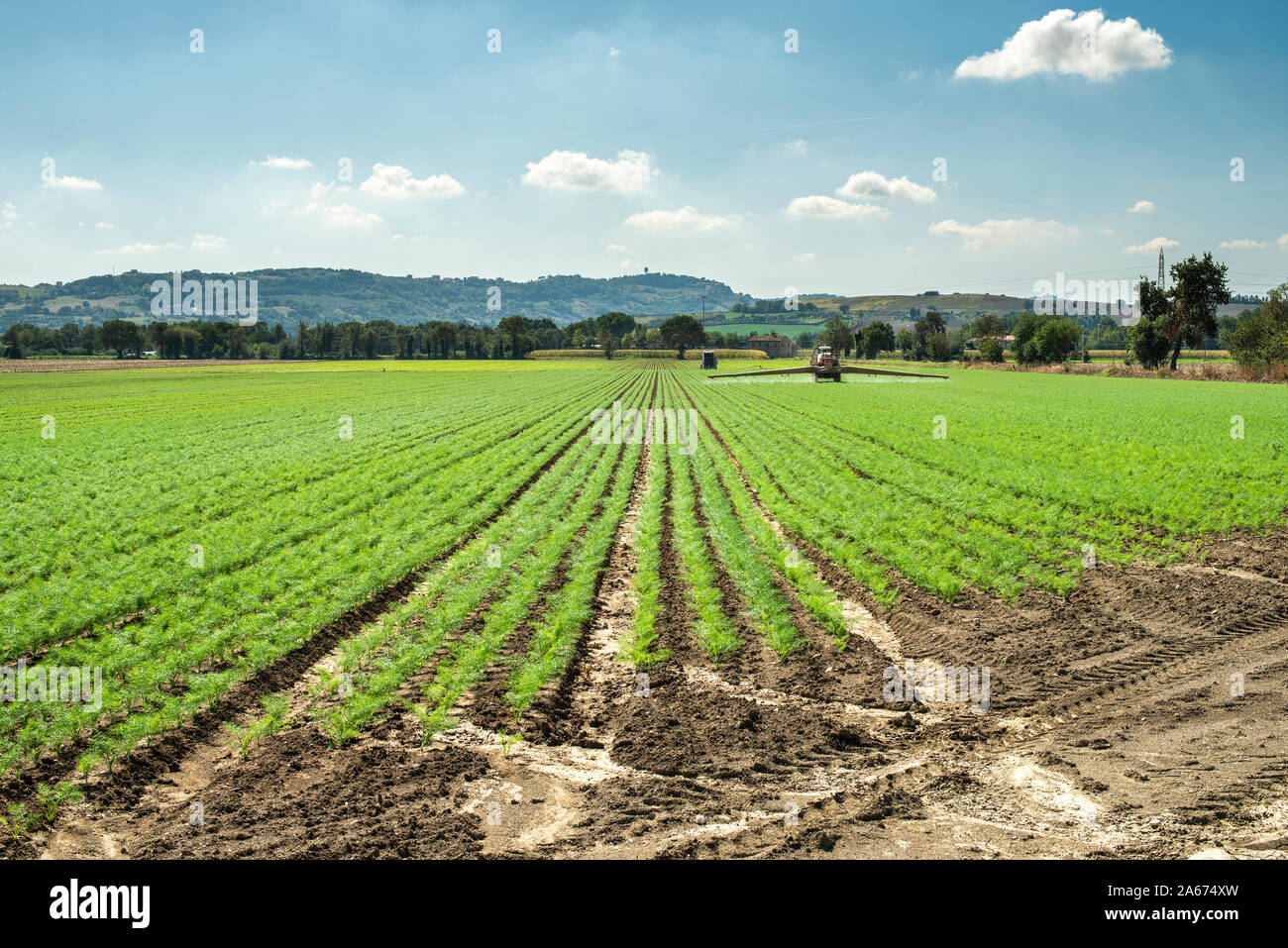 Fennel young plants in rows. Agriculture land with small fennel plants ...