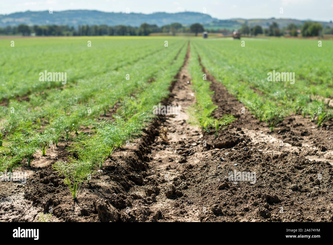 Fennel young plants in rows. Agriculture land with small fennel plants ...