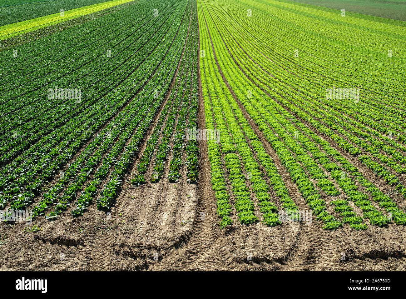 Big lettuce plantation on rows outdoor. Industrial lettuce farm ...