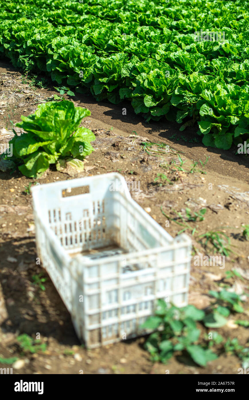 Big ripe lettuce in outdoor industrial farm. Growing lettuce in soil ...