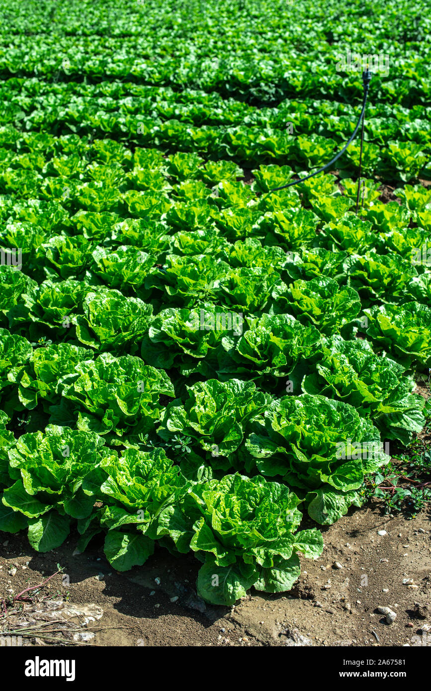 Big ripe lettuce in outdoor industrial farm. Growing lettuce in soil ...