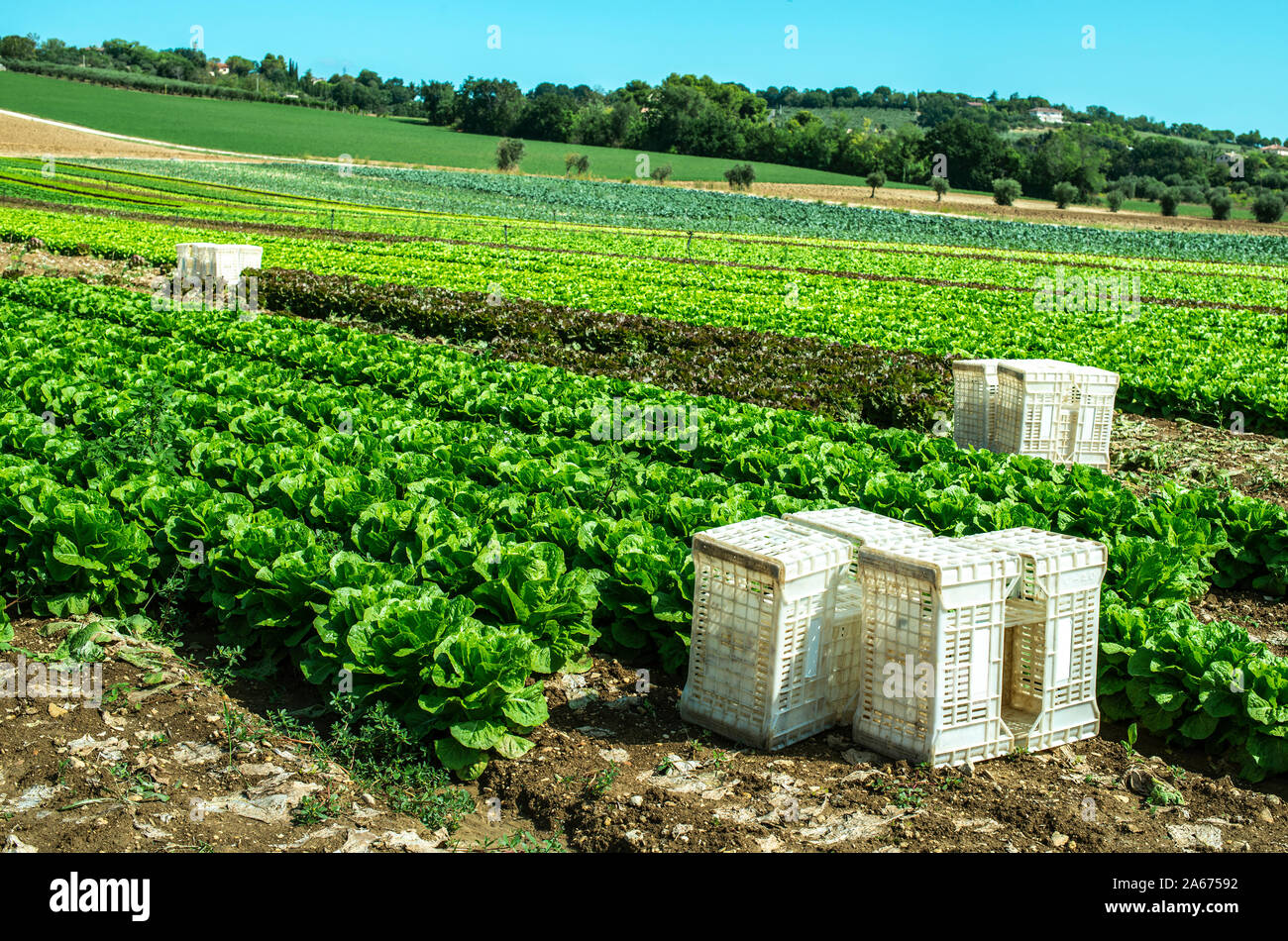 Big ripe lettuce in outdoor industrial farm. Growing lettuce in soil ...