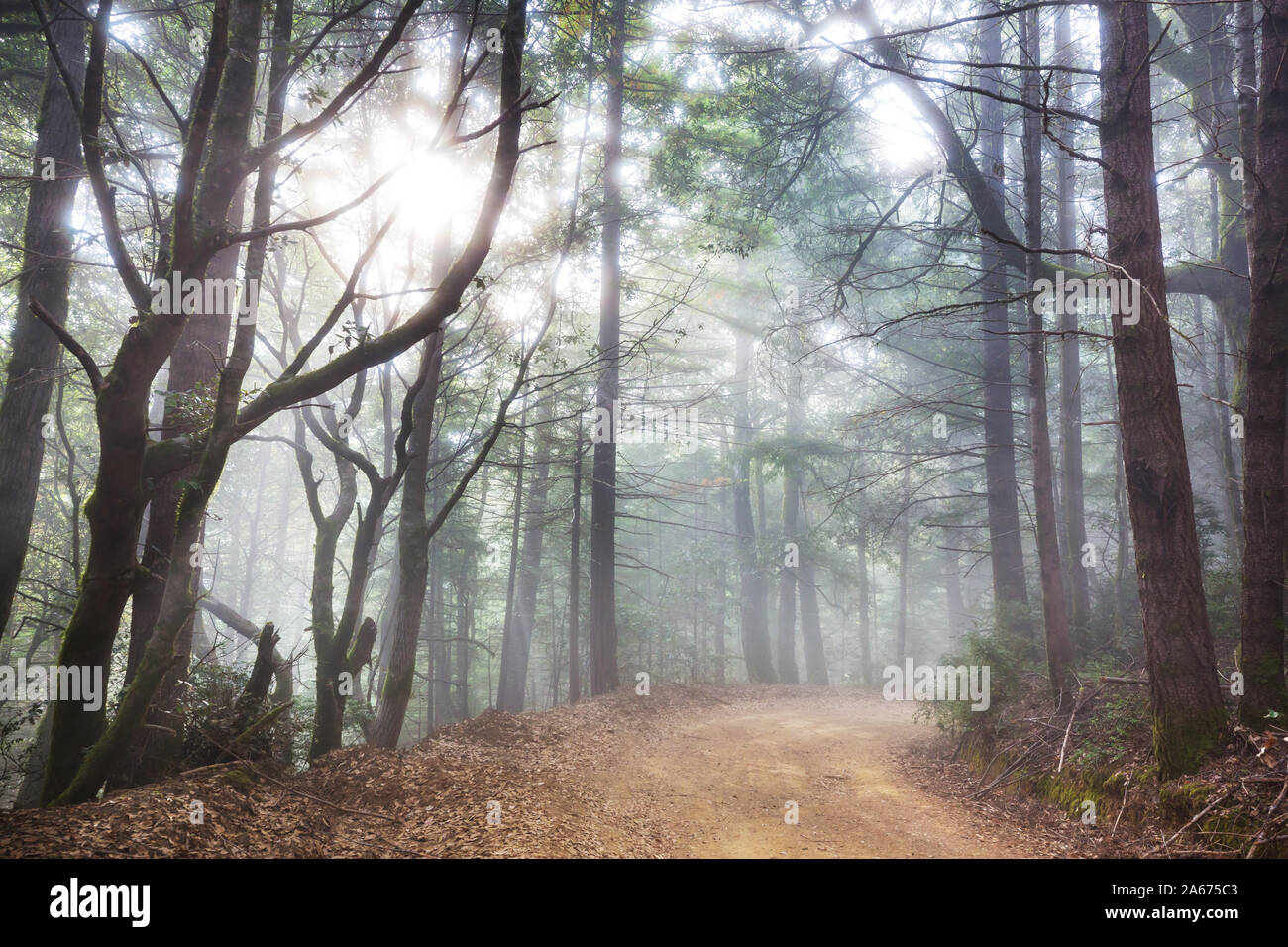 Sun beams in clear day in the green forest Stock Photo - Alamy