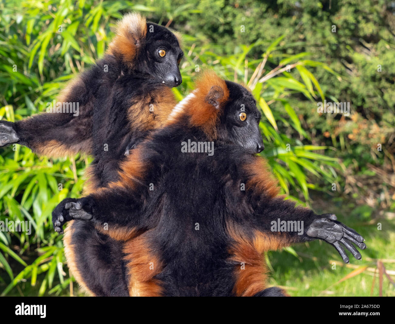 Red-ruffed lemurs Varecia rubra sunbathing Captive portrait Stock Photo ...