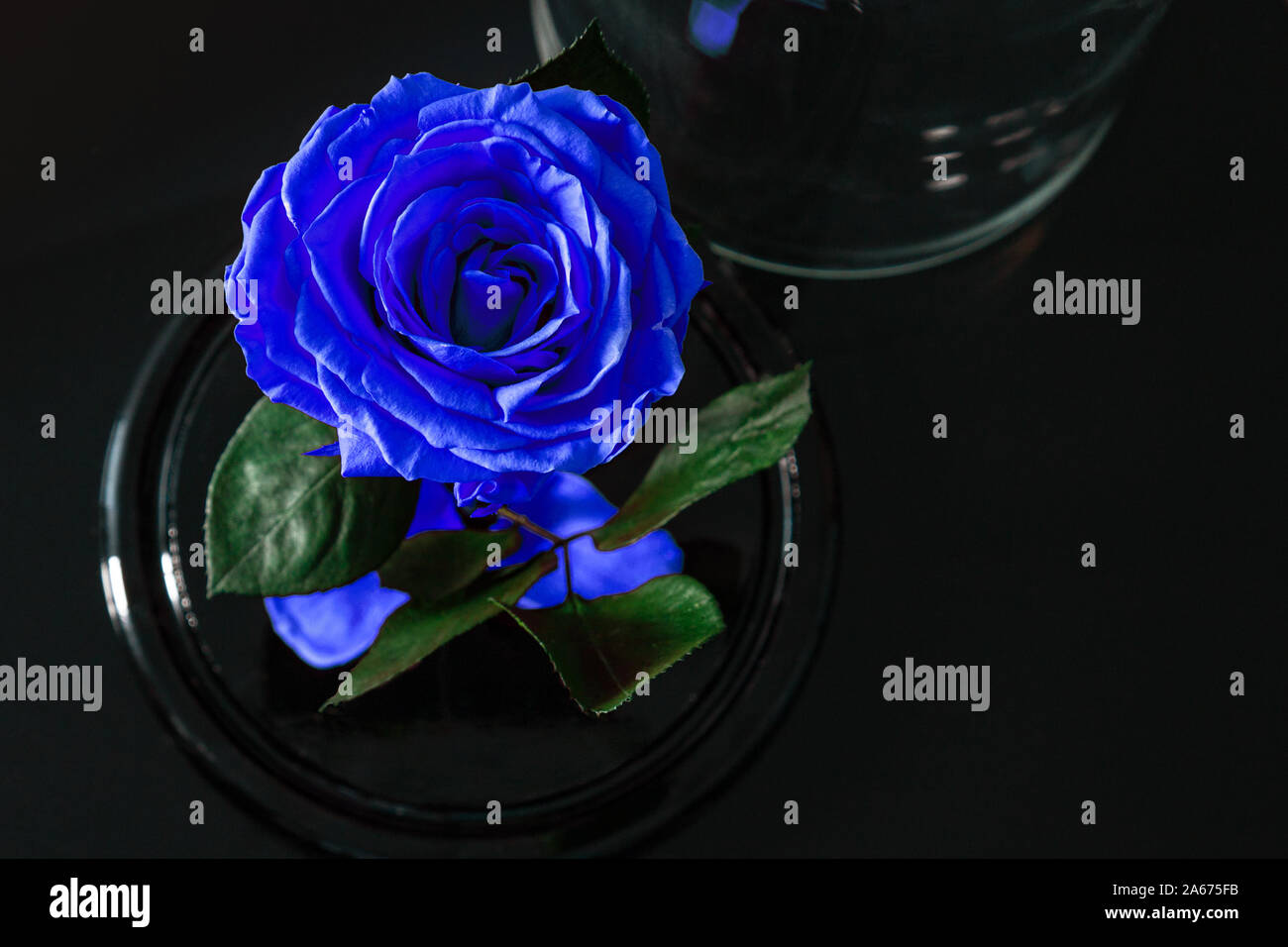 Black And Blue Rose Background