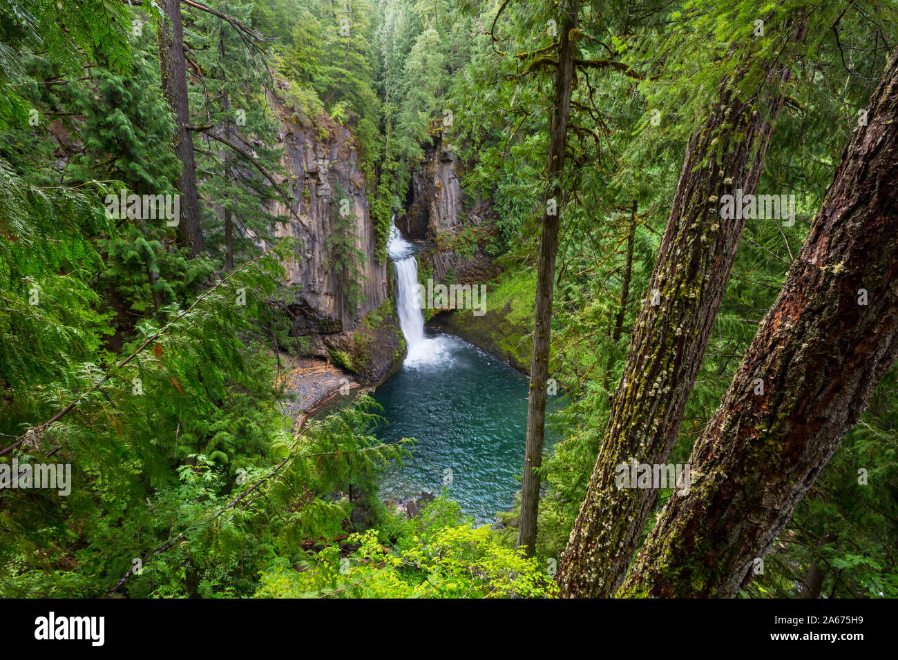 Beautiful waterfall in green forest, Oregon, USA Stock Photo - Alamy