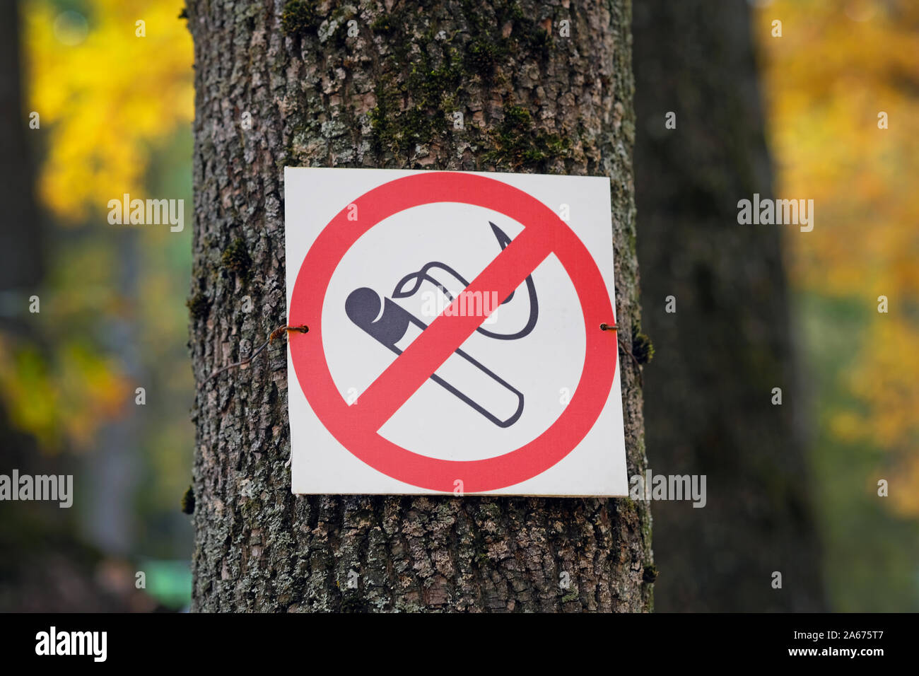 Closeup tree trunk where a sign is set. No smoking sign hanging on a ...