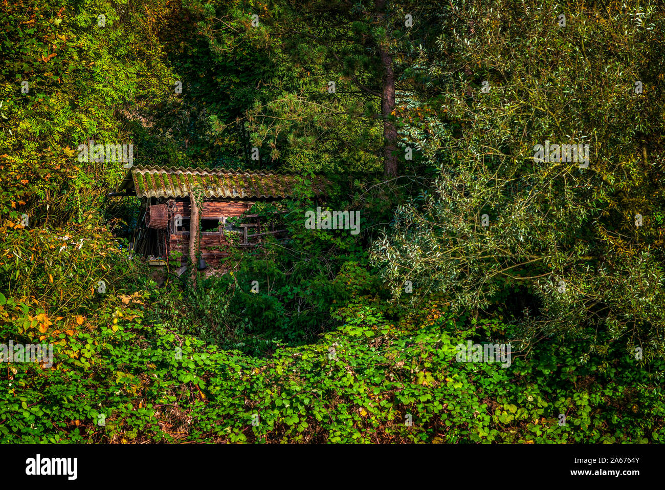 old forest hut in sunlight Stock Photo - Alamy
