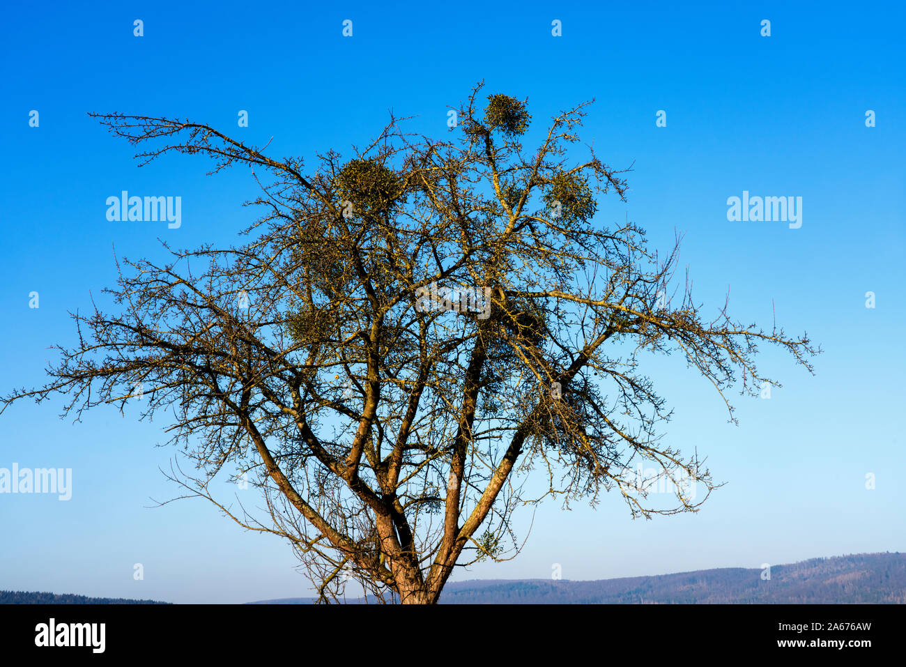 Growing mistletoe hi-res stock photography and images - Alamy