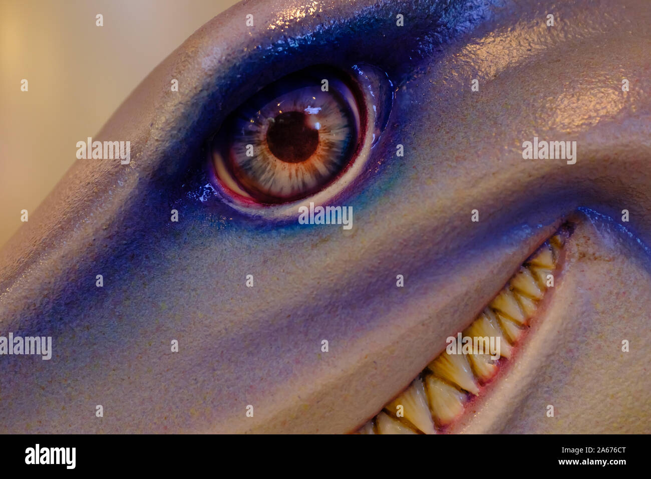 Cute shark face hi-res stock photography and images - Alamy