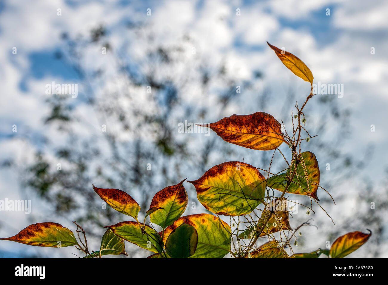 autumn leaves in the sun backlit Stock Photo - Alamy