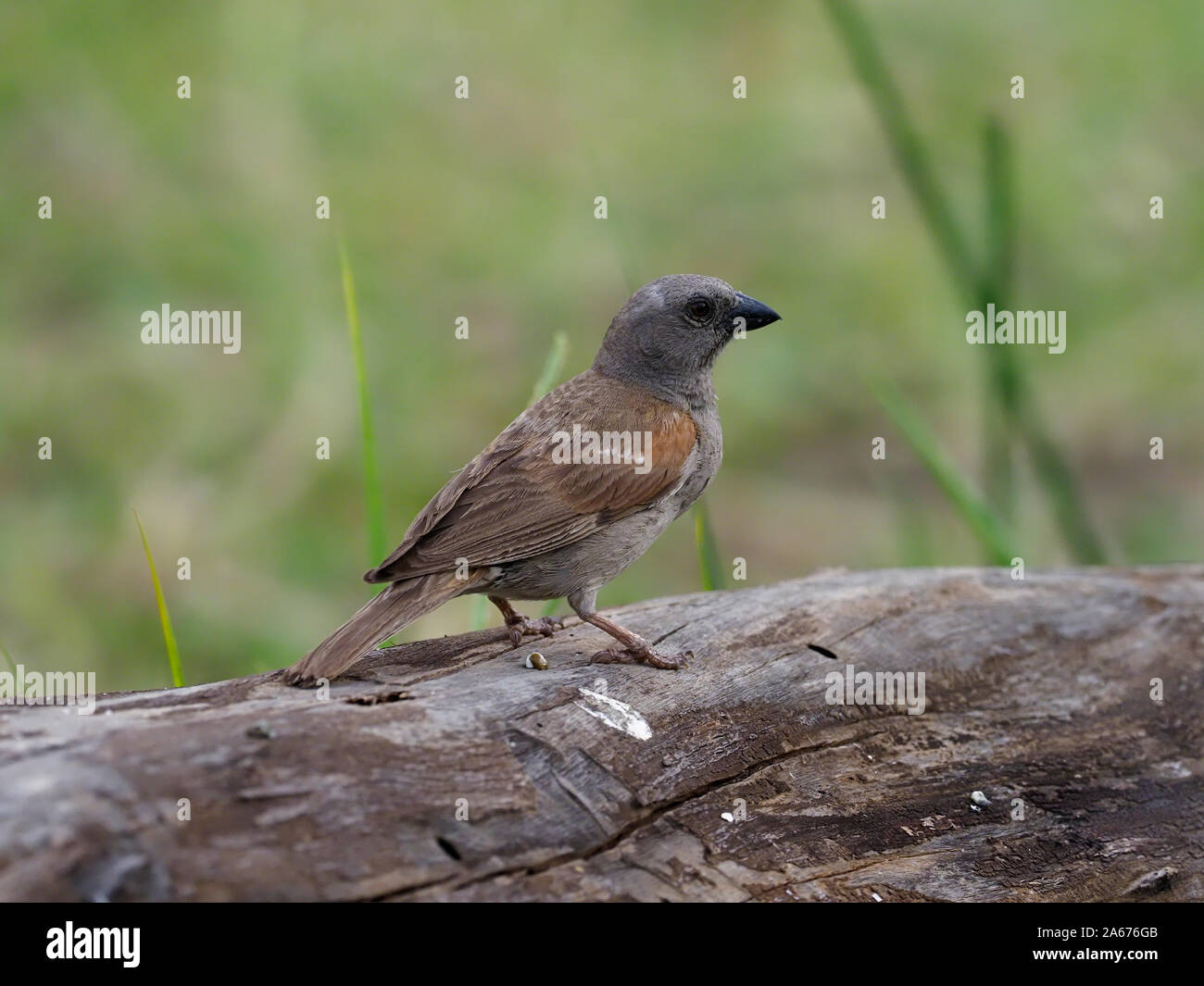 Grey headed sparrow passer griseus hi-res stock photography and images ...