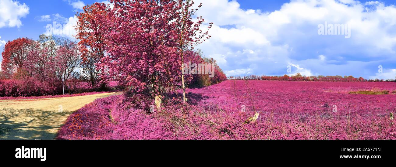 Beautiful pink and purple infrared panorama of a european countryside ...