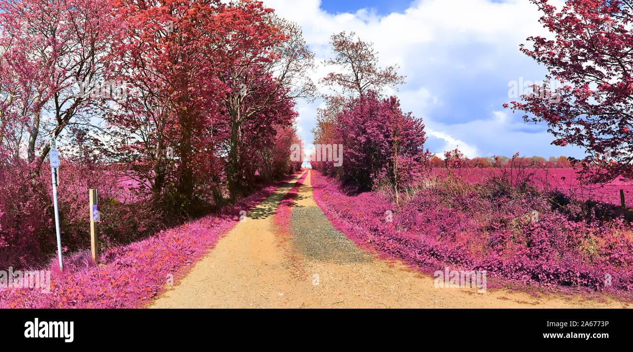 Beautiful pink infrared landscape panorama with a deep blue sky in high ...
