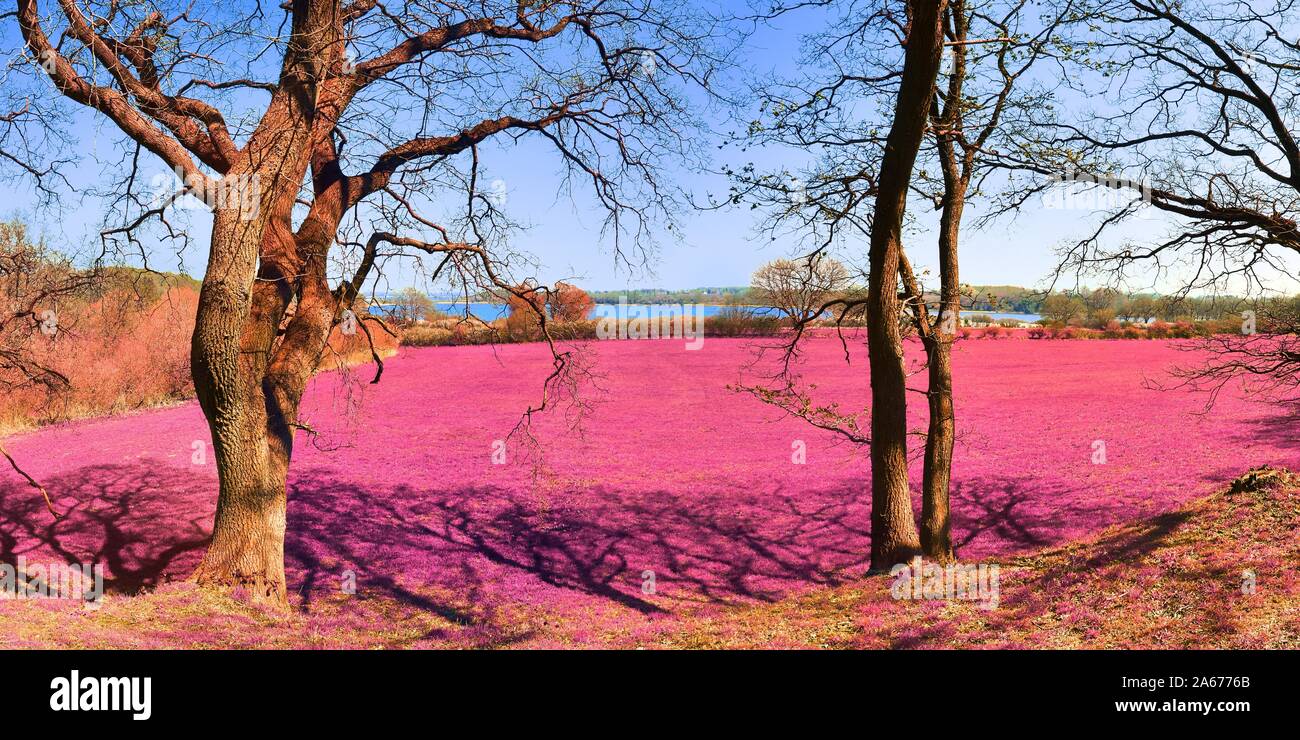 Beautiful pink infrared landscape panorama with a deep blue sky in high ...