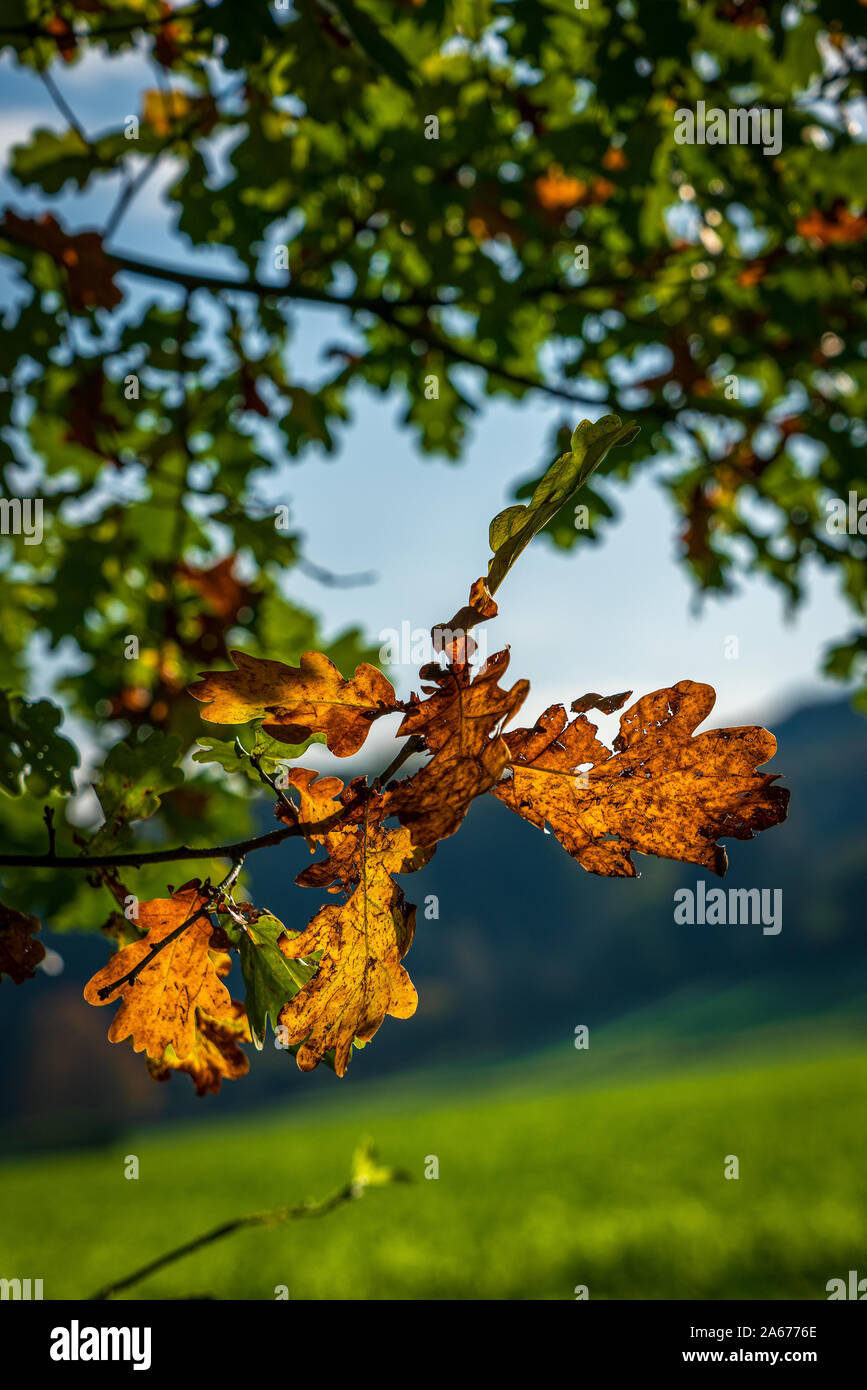 autumn leaves in the sun backlit Stock Photo - Alamy