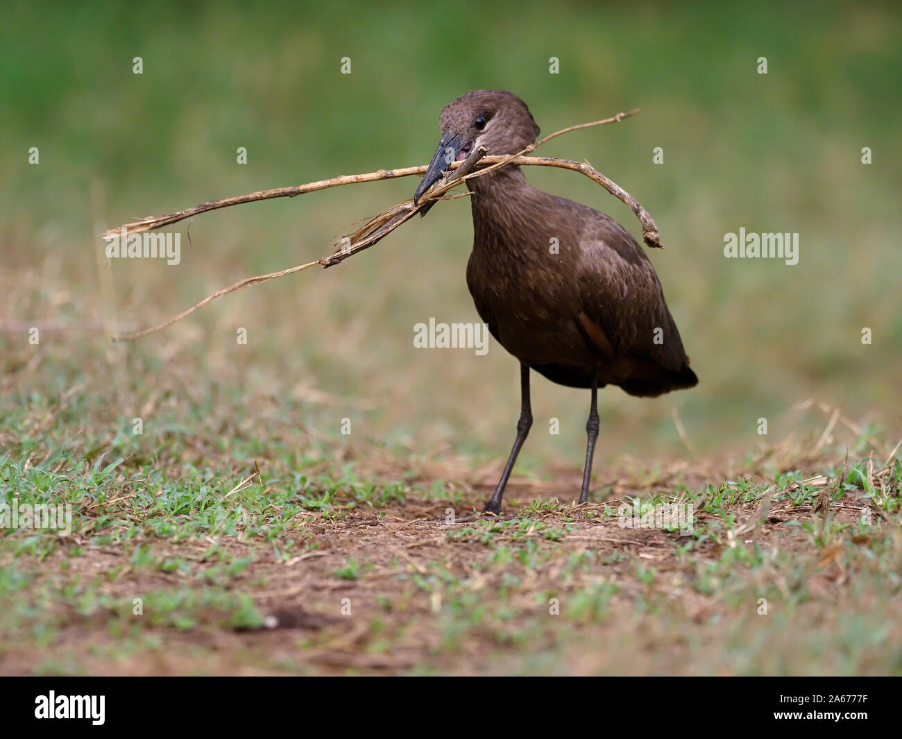 Hamerkop bird nest scopus umbretta hi-res stock photography and images ...