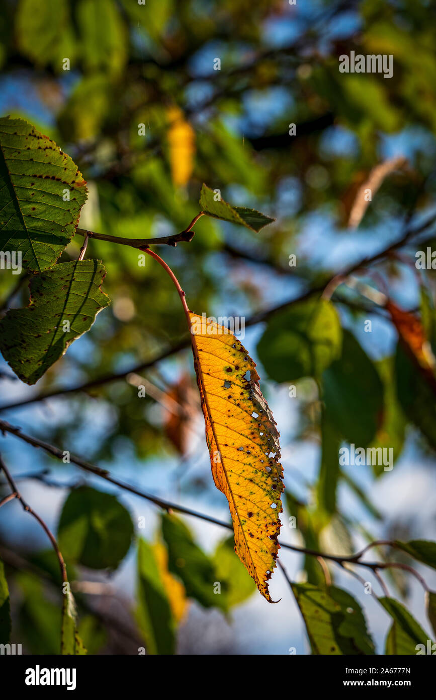 autumn leaves in the sun backlit Stock Photo - Alamy
