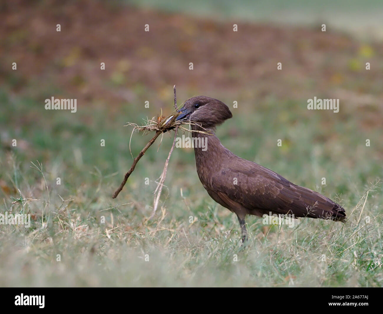 Hamerkop bird nest scopus umbretta hi-res stock photography and images ...