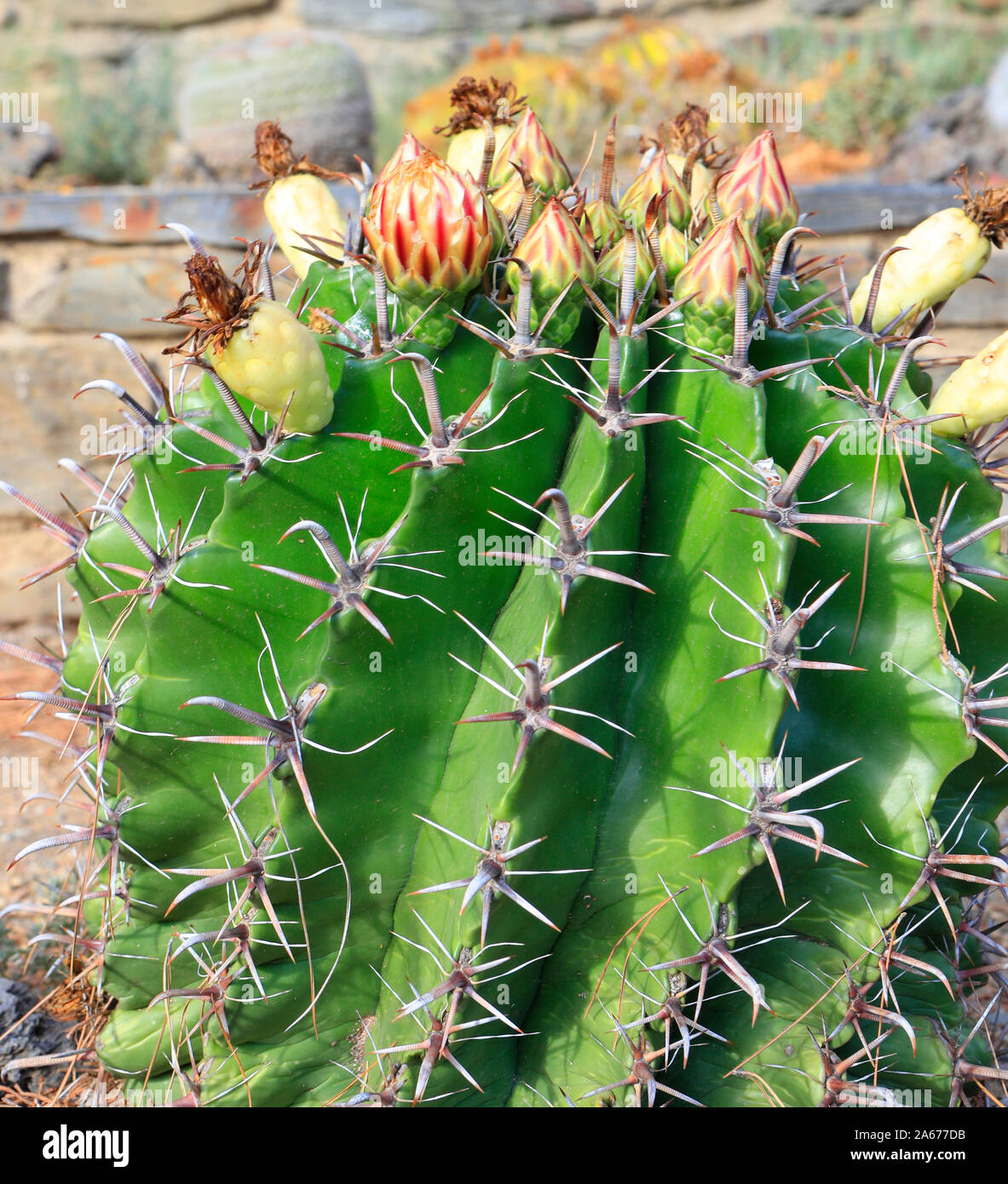 Plants With Spiky Leaves High Resolution Stock Photography and Images ...
